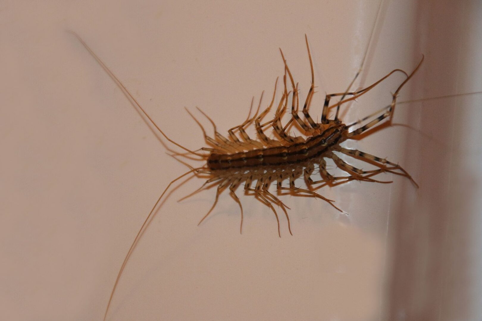 Is it a House Centipede or a Silverfish? Key Differences You Should ...