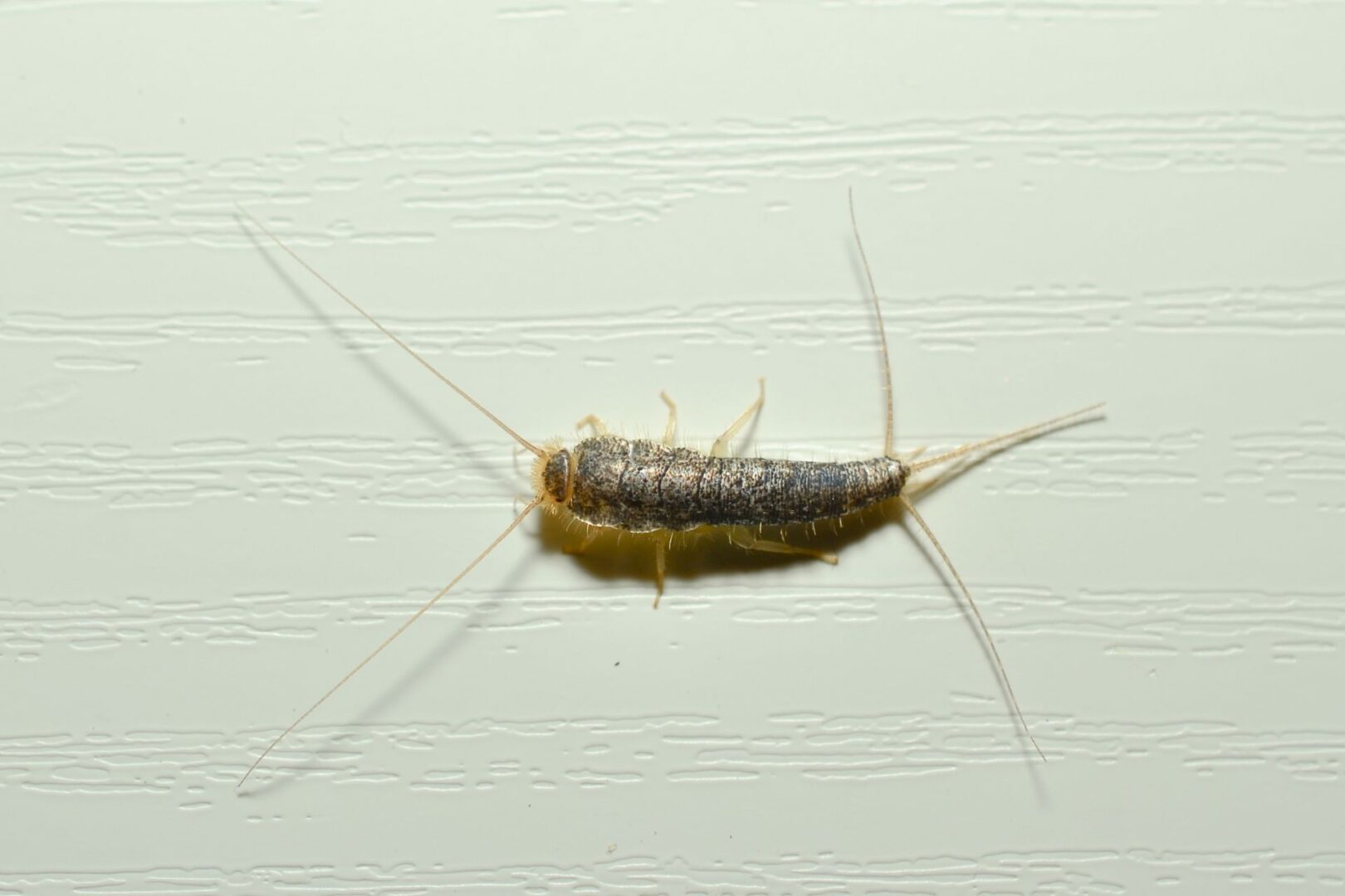 Is it a House Centipede or a Silverfish? Key Differences You Should ...